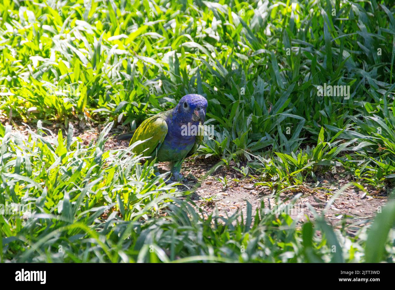 bird known as green maitaca, outdoors in rio de janeiro, brazil Stock ...