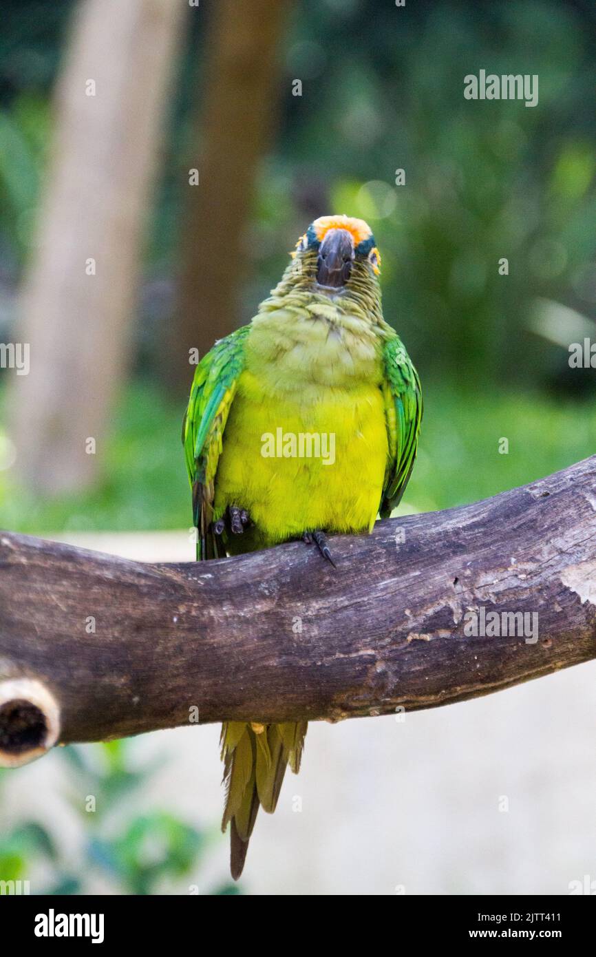 campeiro parrot on a branch outdoors in Rio de Janeiro Stock Photo - Alamy
