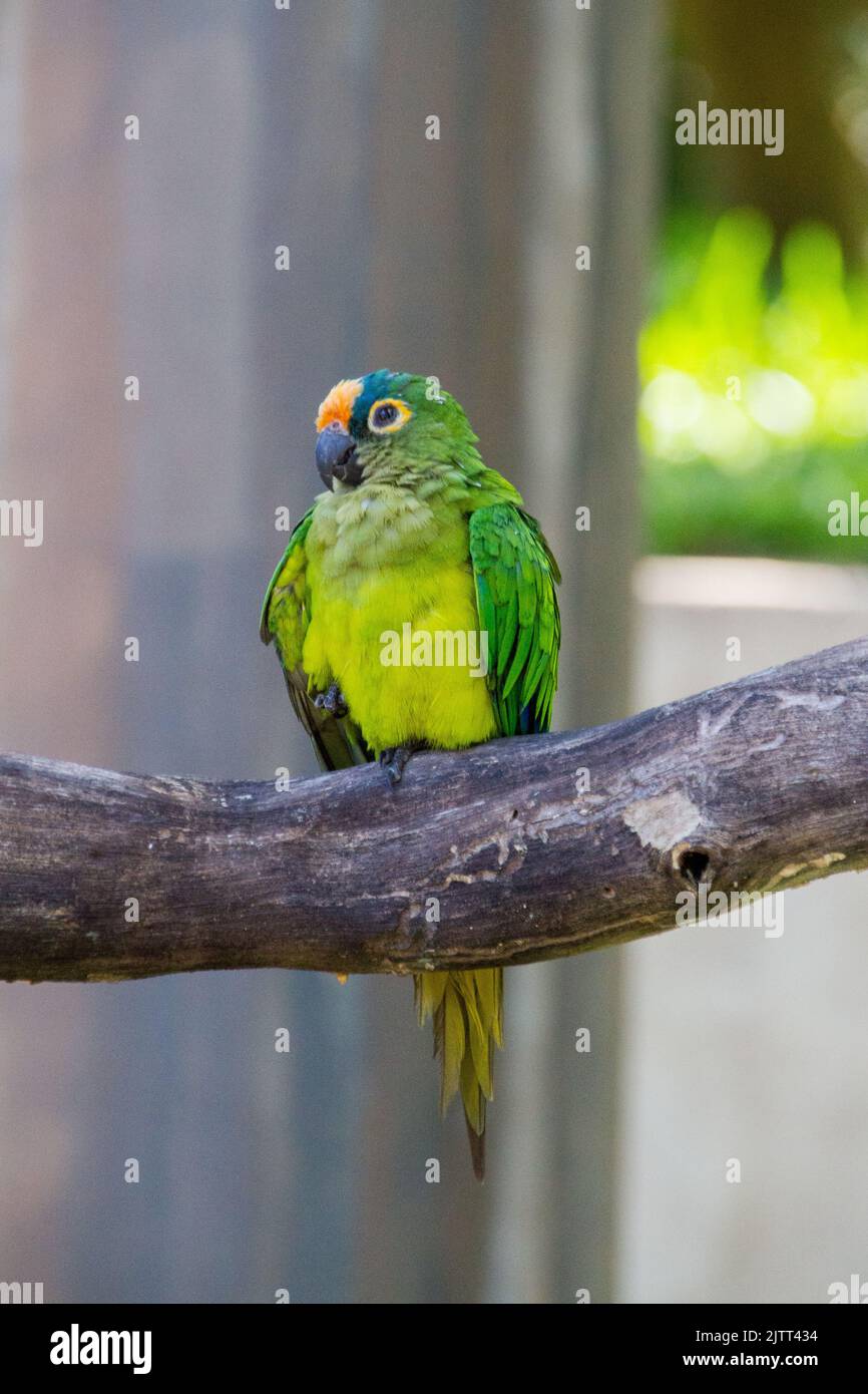 Rio de janeiro parrots hi-res stock photography and images - Alamy