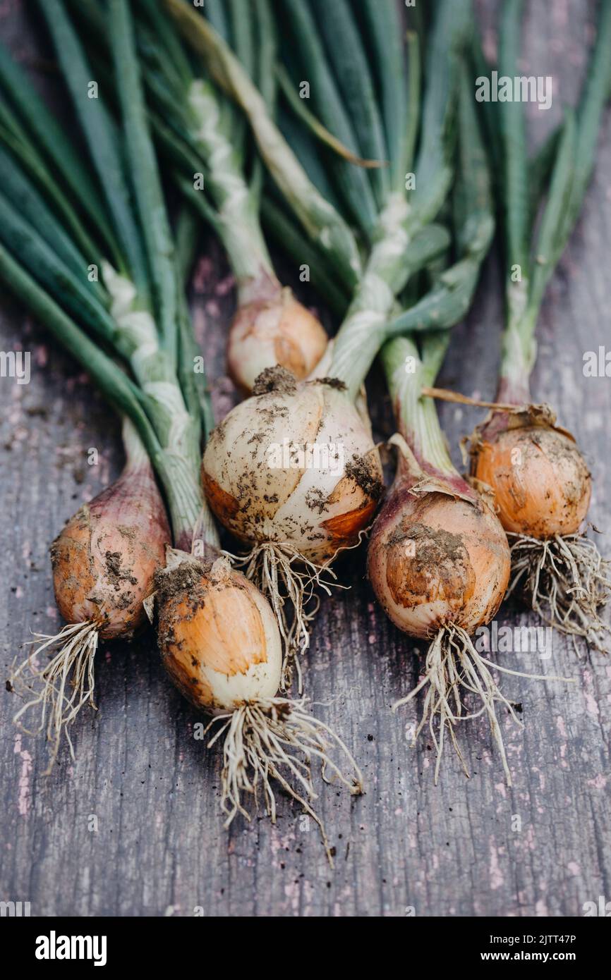 Picked vegetable hi-res stock photography and images - Alamy
