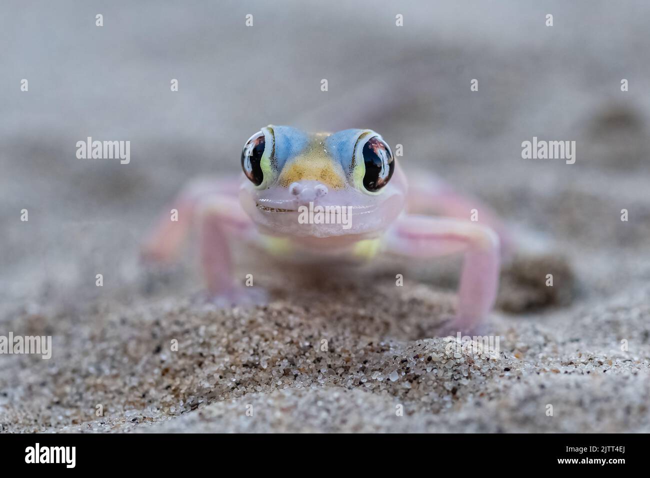 A Namib sand gecko, or gecko palmato, small colorful lizard in the ...
