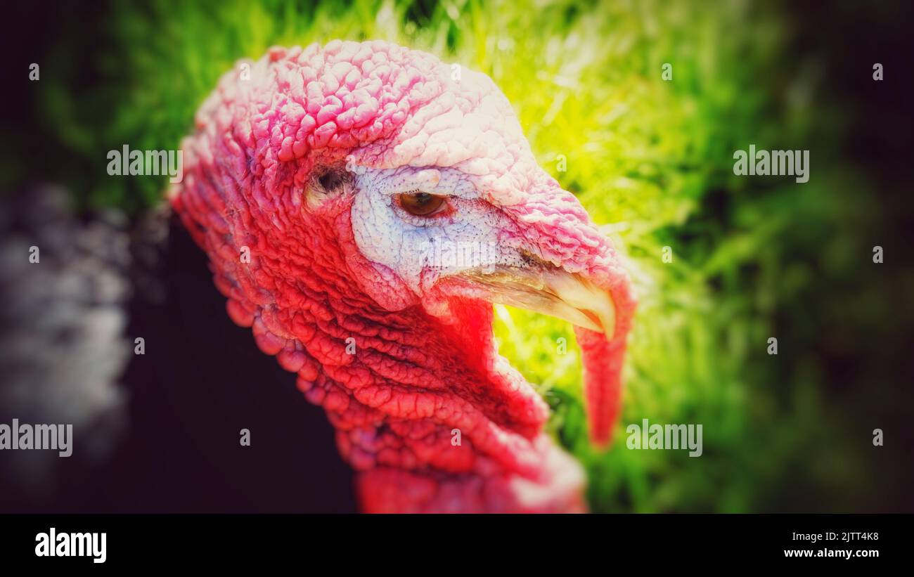 Bright red wattles hi-res stock photography and images - Alamy