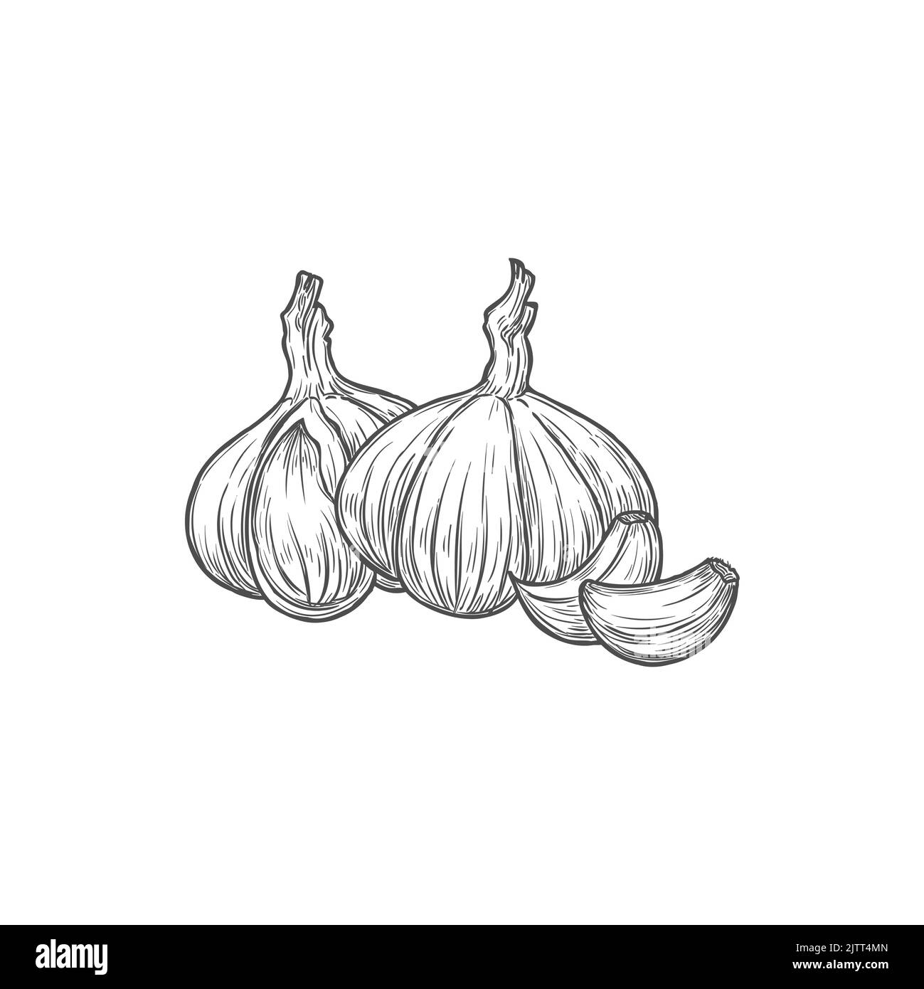 Sketch garlic vegetable, natural healthy vector garden plant whole and ...
