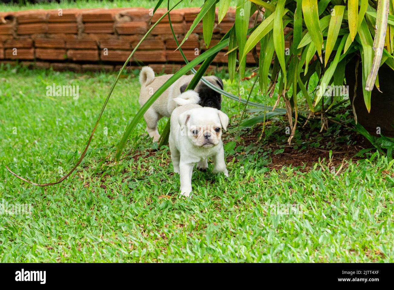 Cute pug puppies playing in the garden Stock Photo - Alamy