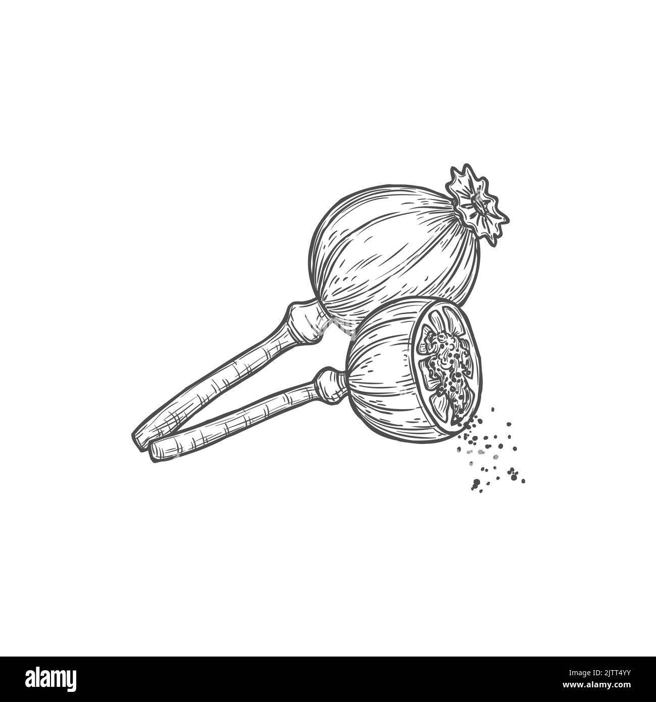 Sketch poppy heads with seeds, vector dry flower pods isolated on white ...