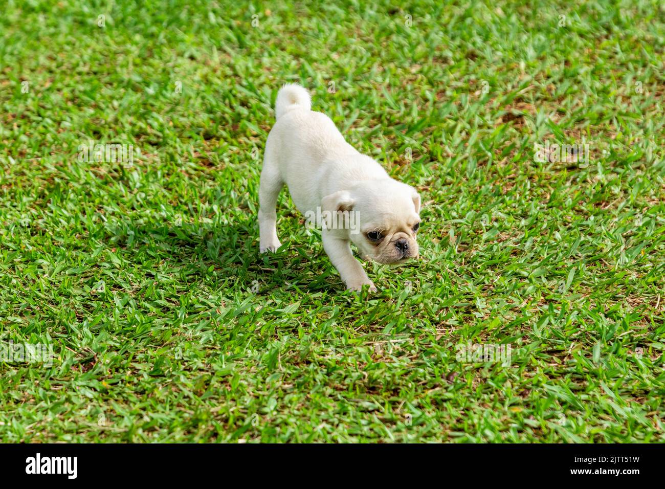 Cute pug puppies playing in the garden Stock Photo - Alamy