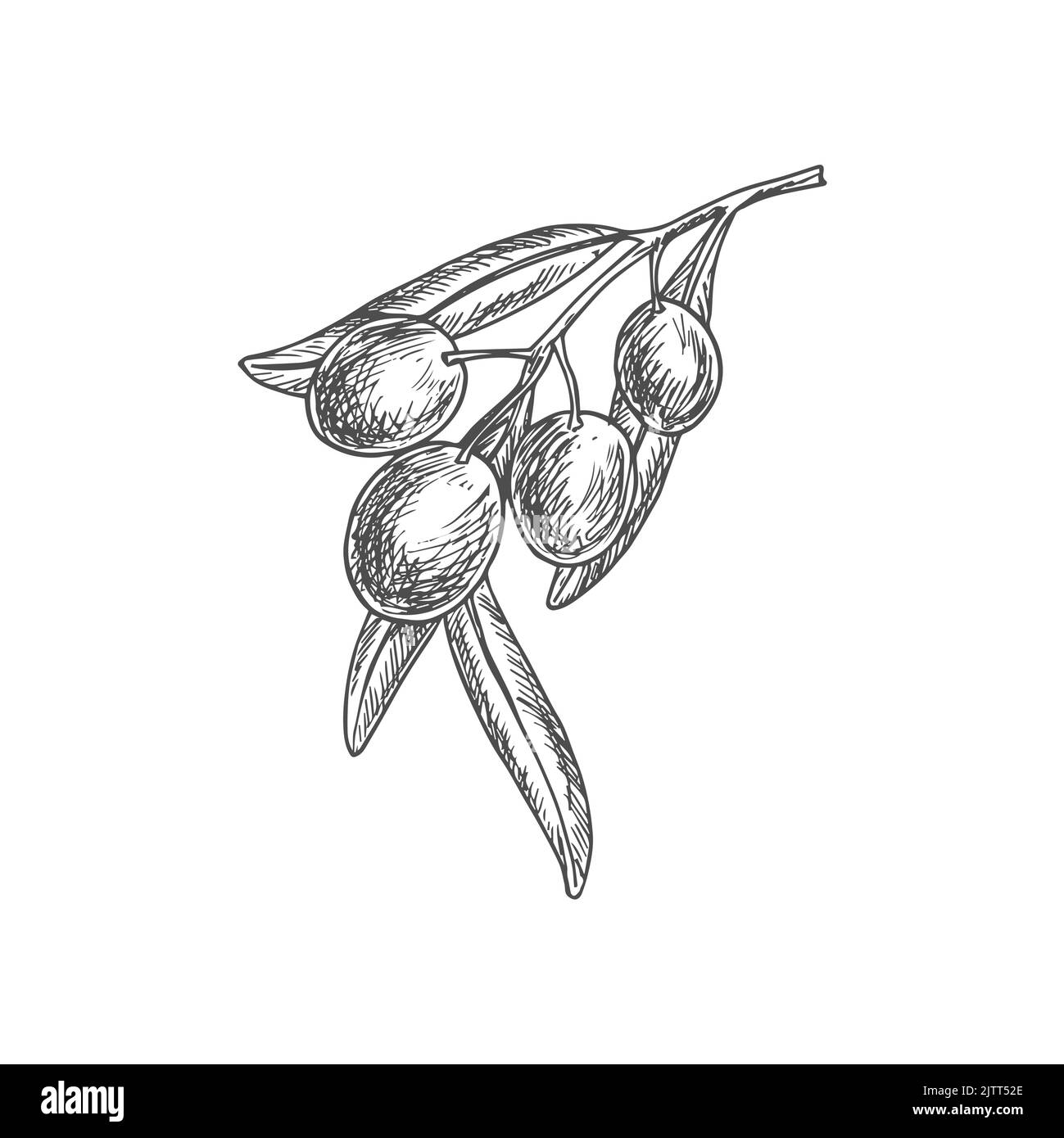 Sketch olive berries on branch with leaves, vector natural vegetable ...