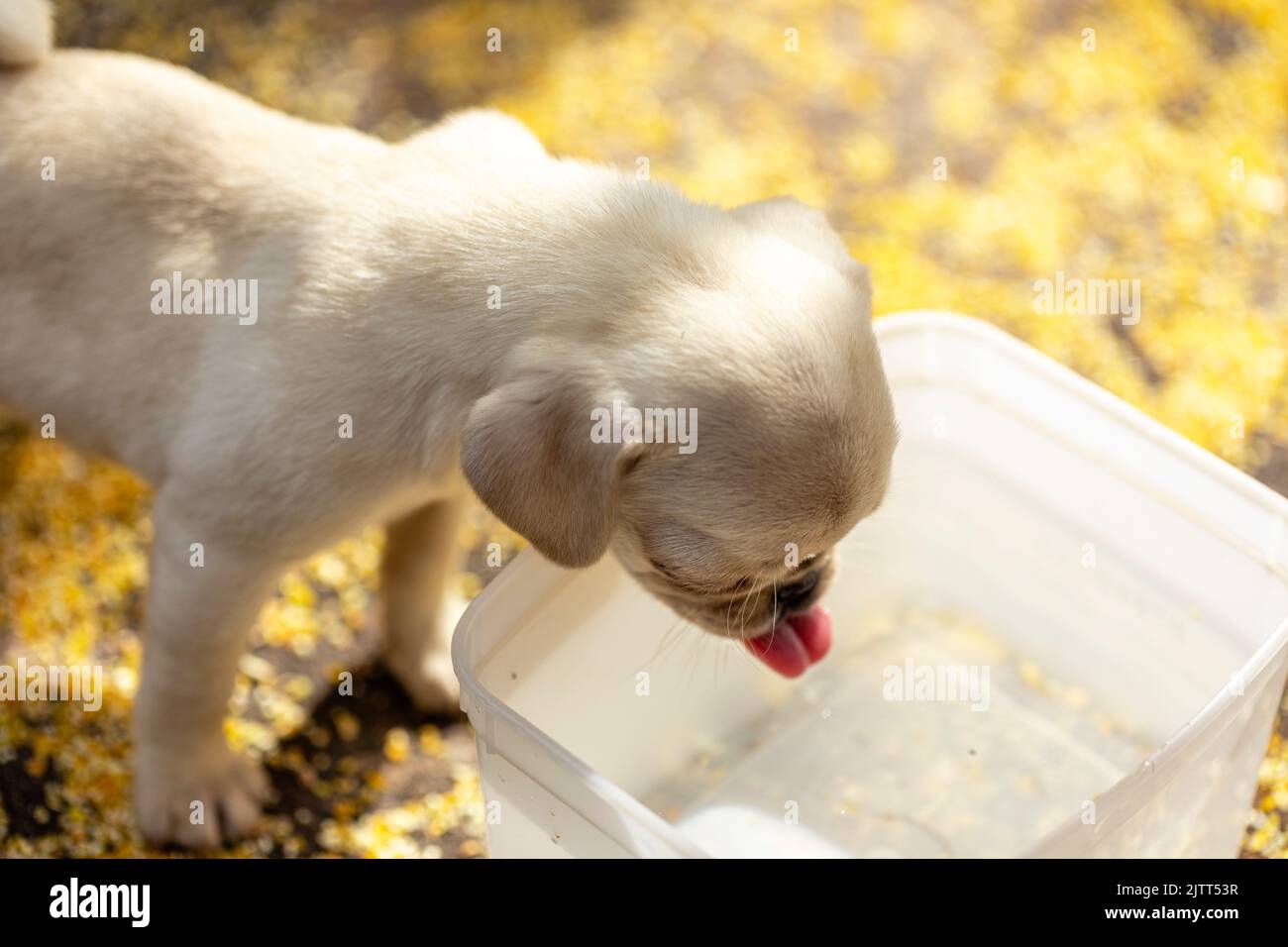 Cute pug puppy drinking water Stock Photo - Alamy