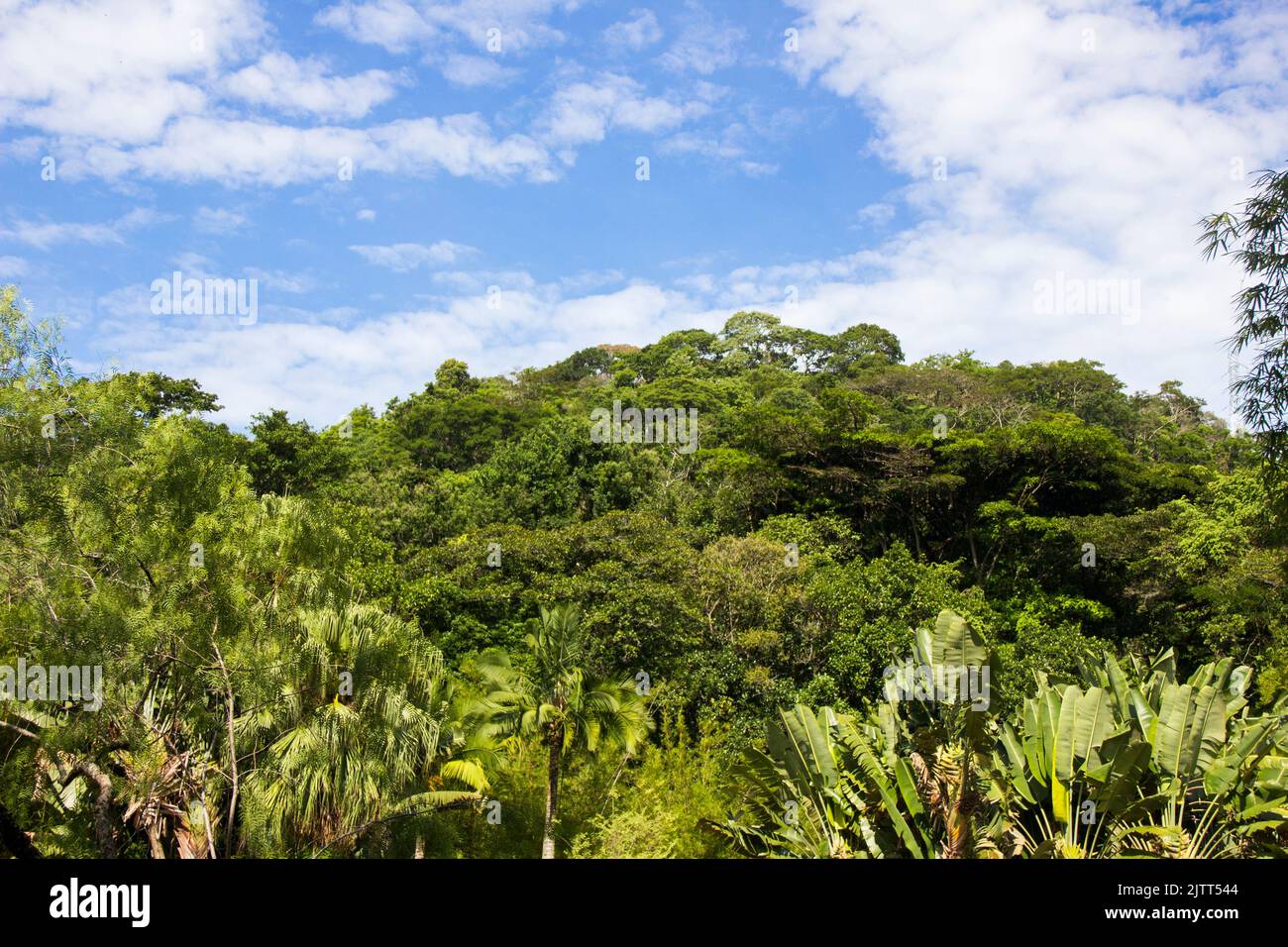 trees with green leaves and a beautiful blue sky with clouds in Rio de ...