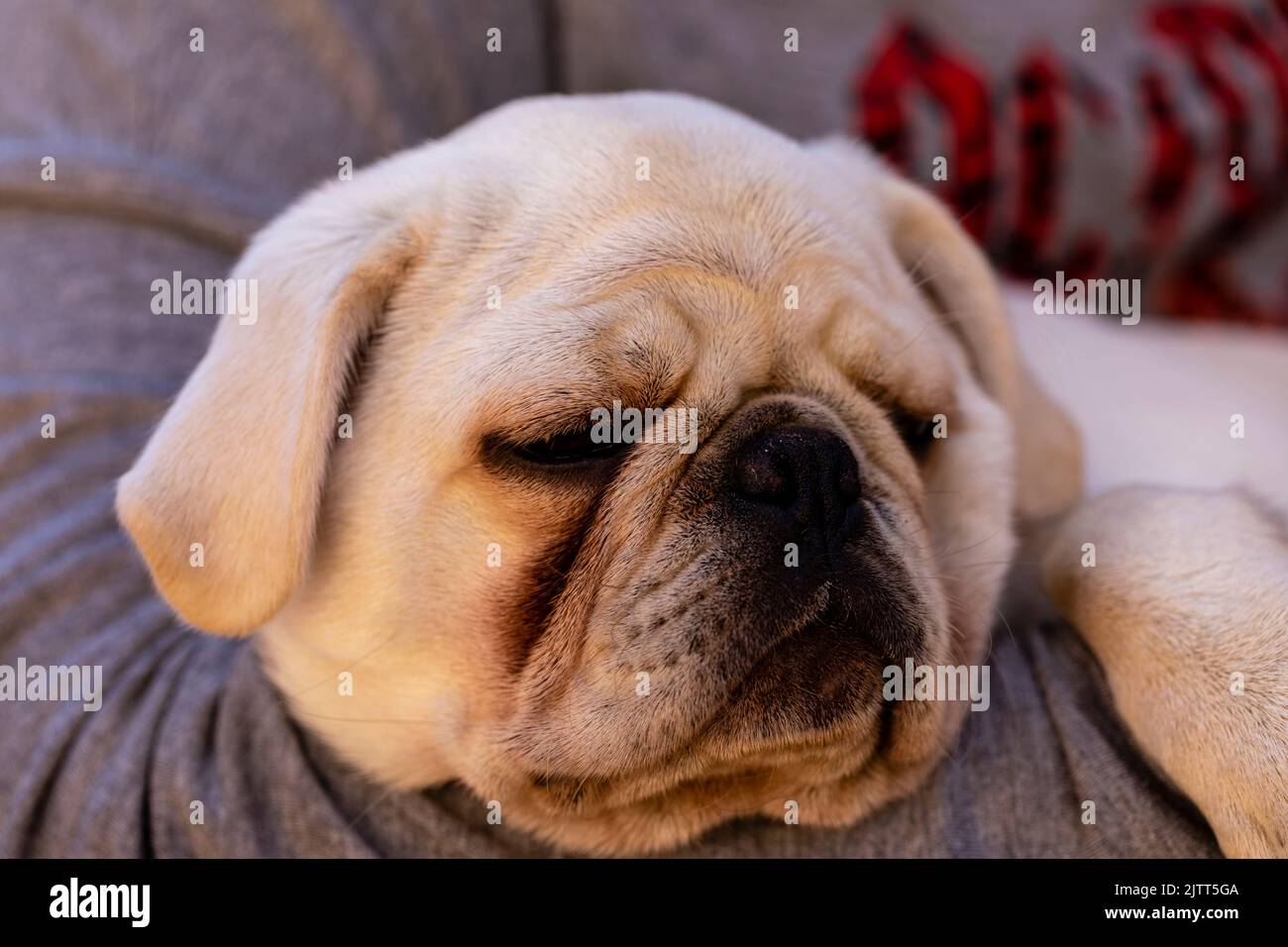 White pug dog lying on a person's lap Stock Photo - Alamy