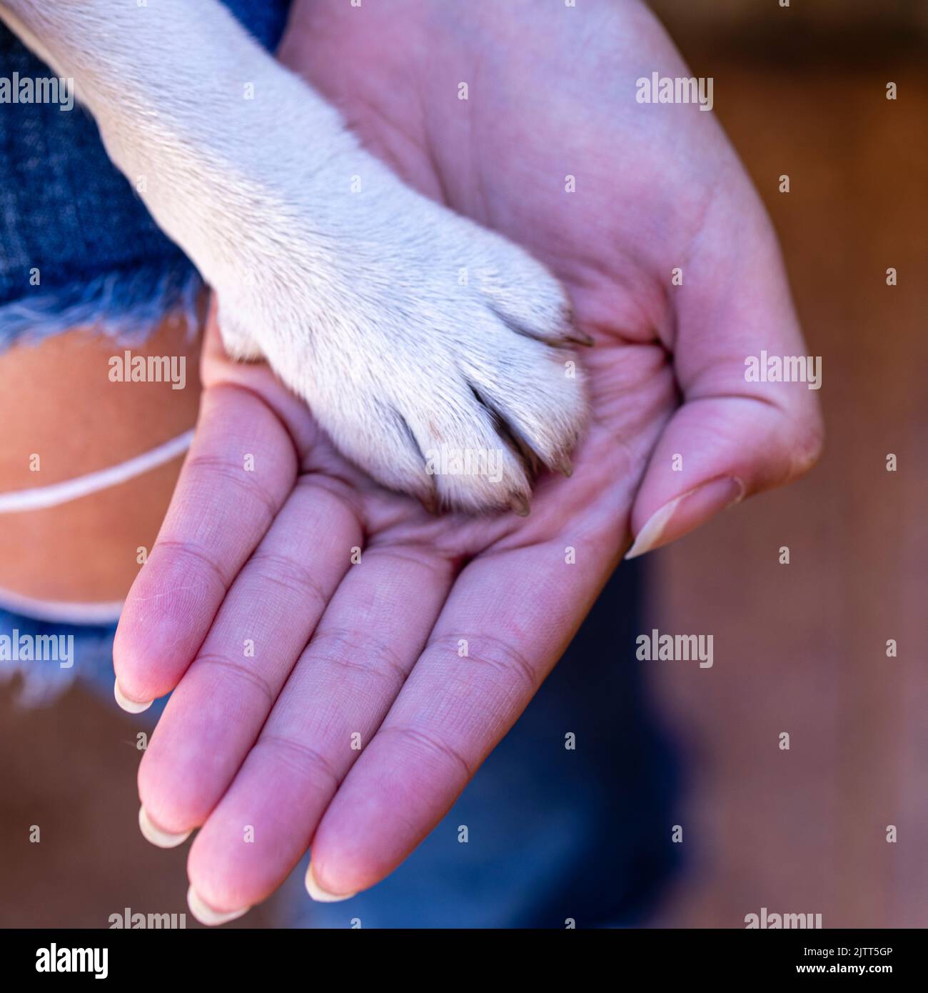 Female hand and dog paw. A dog is a friend of man. Family is the most ...