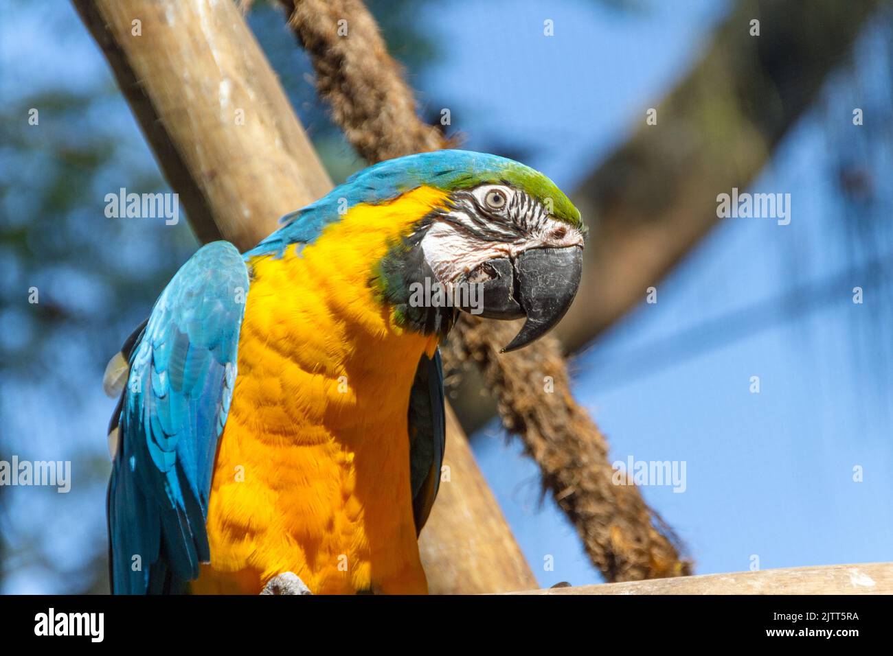 Rio de janeiro parrots hi-res stock photography and images - Alamy