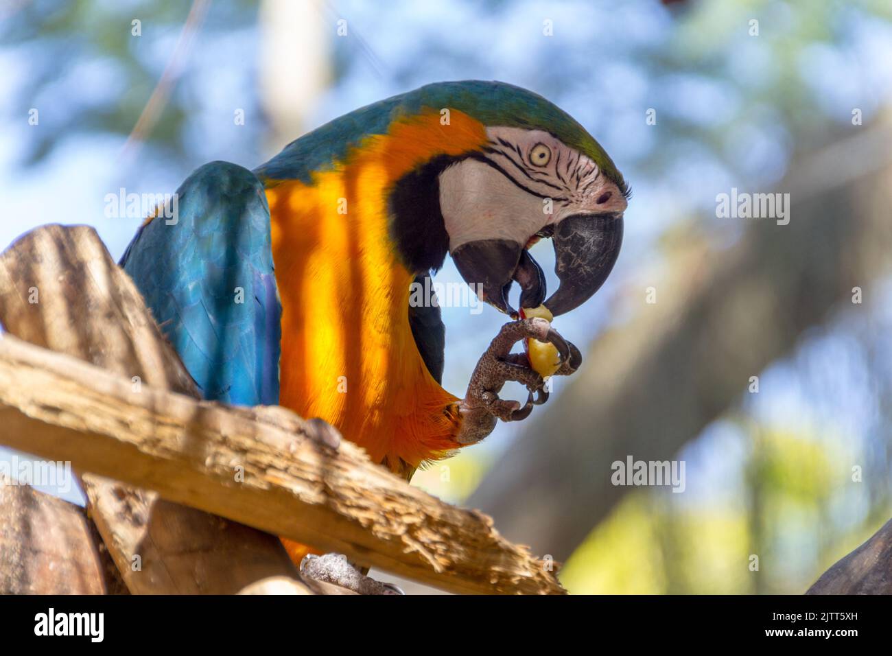Macaw amazon rainforest brazil hi-res stock photography and images - Alamy