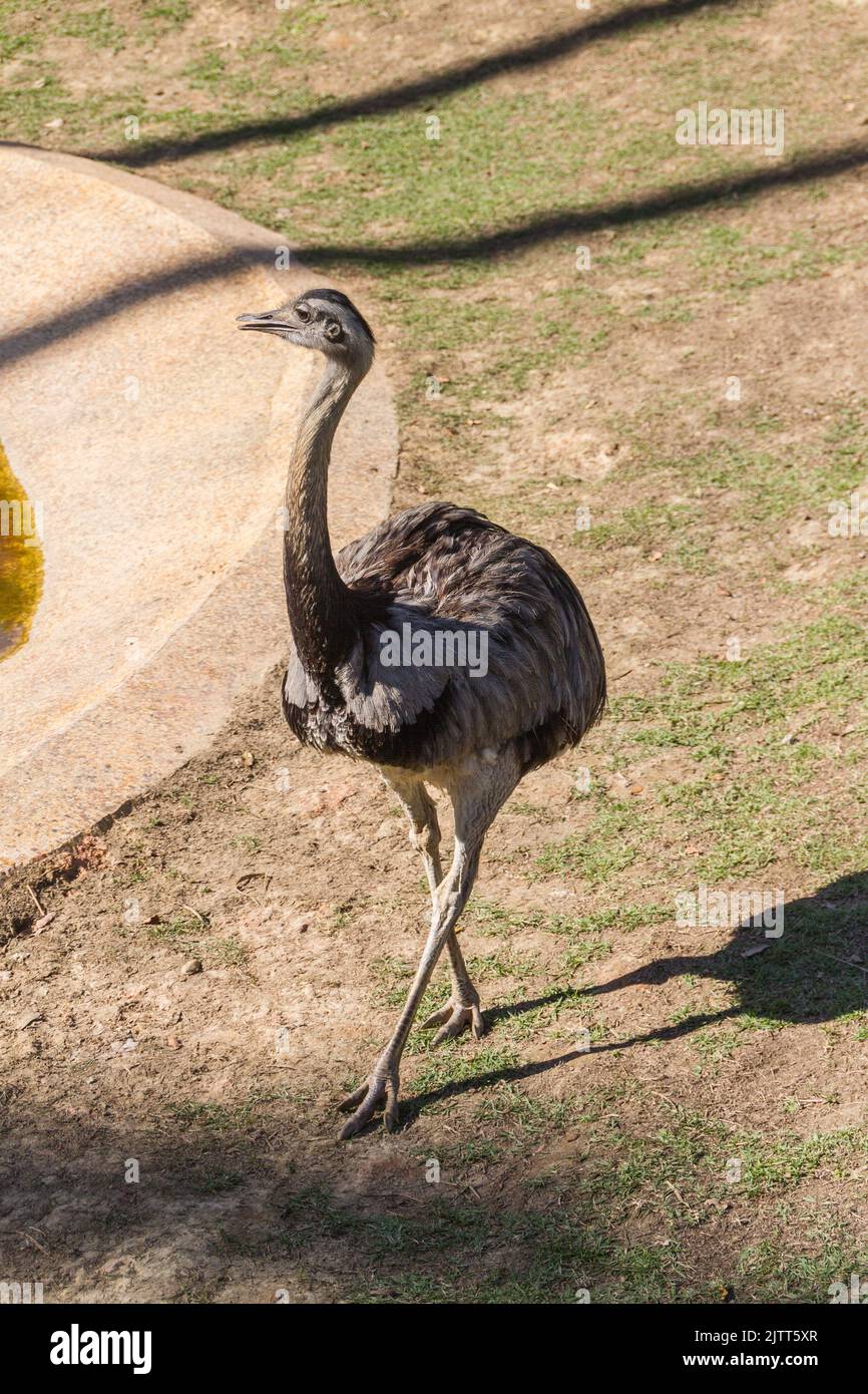 Curious ostriches hi-res stock photography and images - Alamy