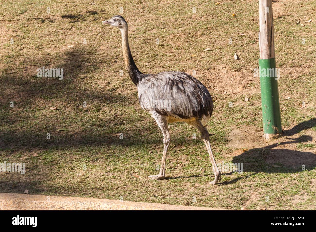 Ostrich outdoors in a park in Rio de Janeiro Stock Photo - Alamy