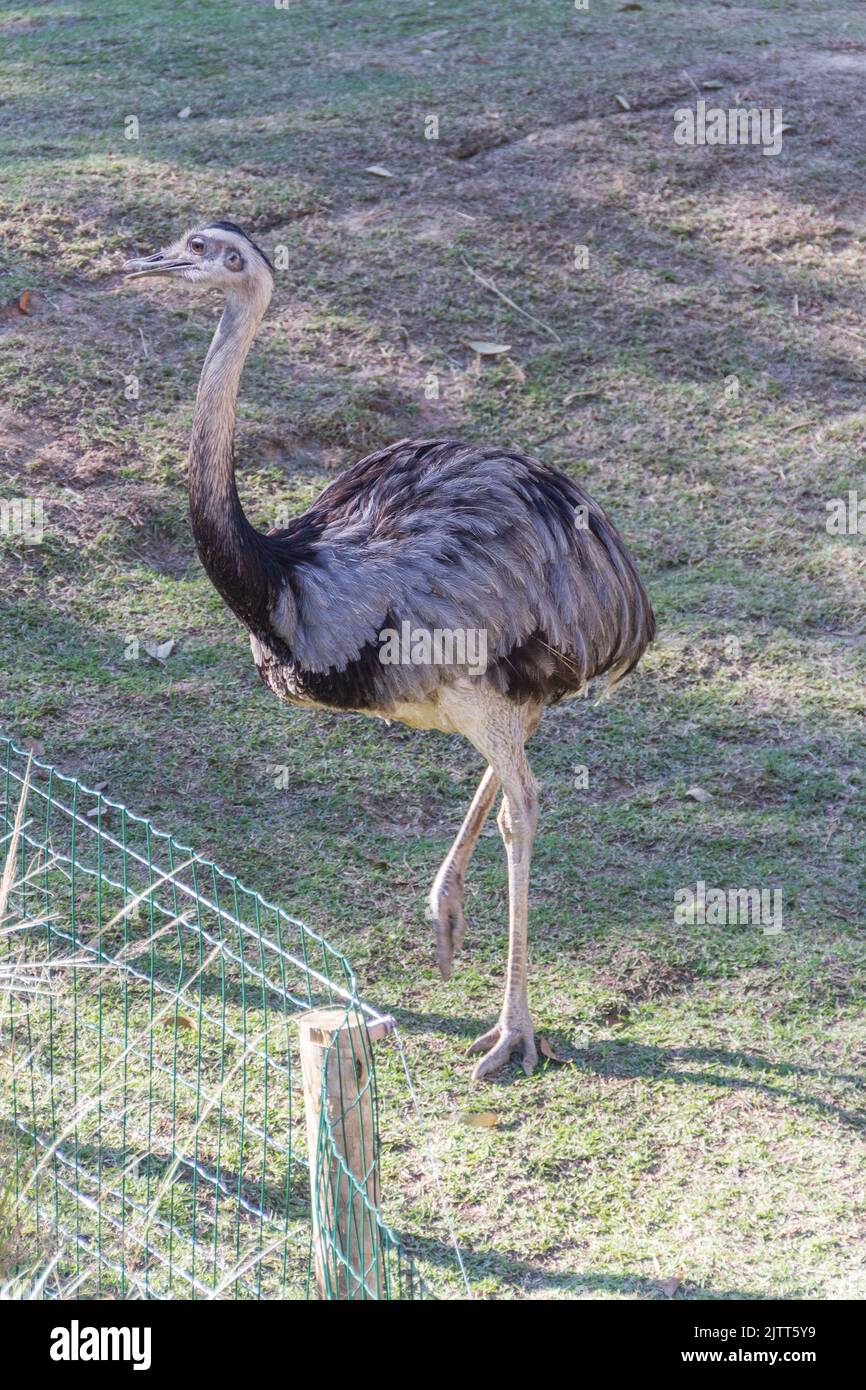 Ostrich outdoors in a park in Rio de Janeiro Stock Photo - Alamy