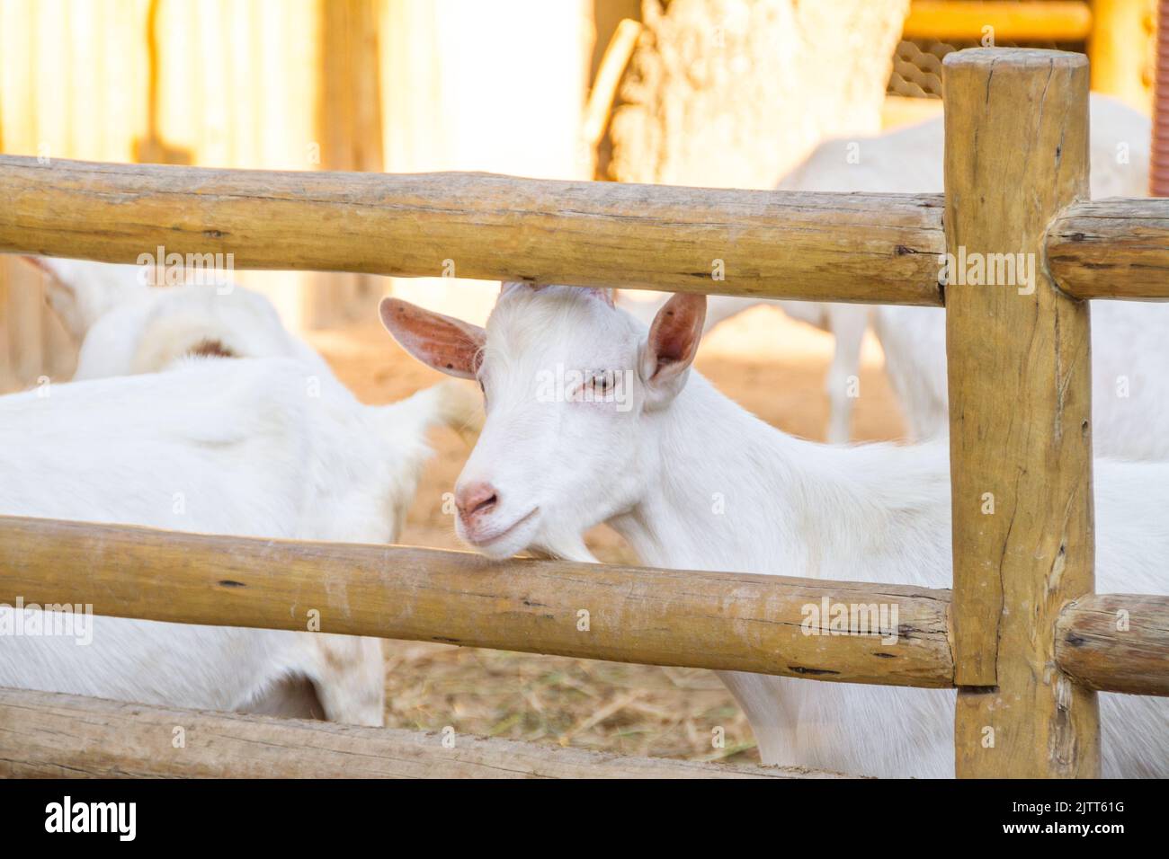 goats eating at a farm in Rio de Janeiro Stock Photo - Alamy
