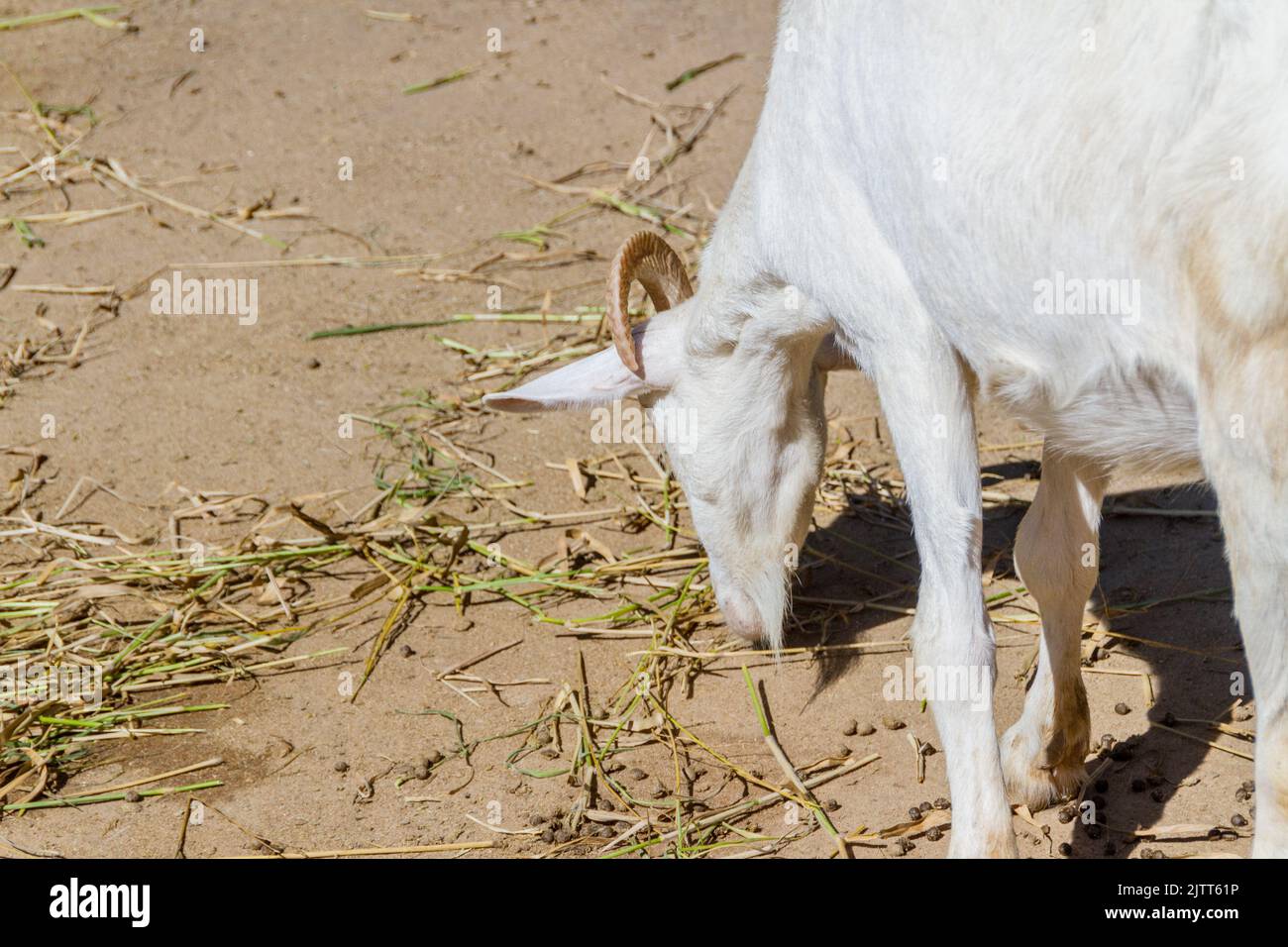 goats eating at a farm in Rio de Janeiro Stock Photo - Alamy