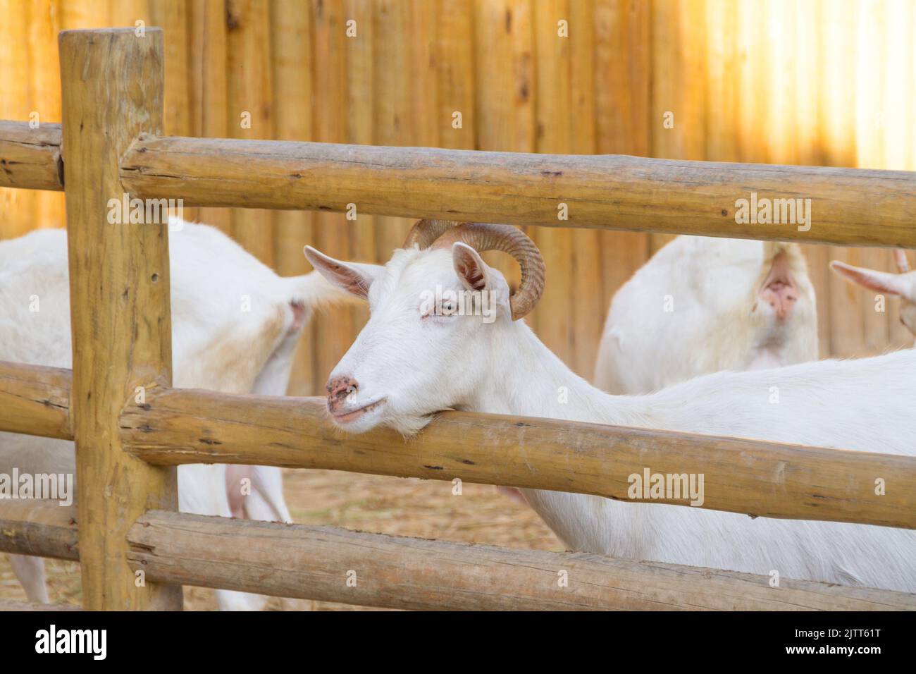 goats eating at a farm in Rio de Janeiro Stock Photo - Alamy