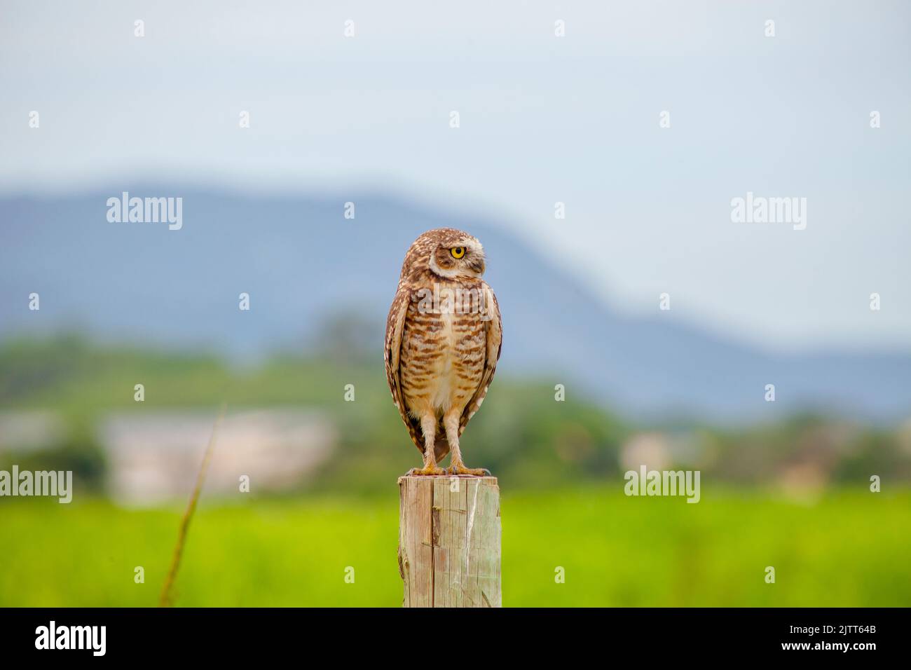 Burrowing owl on white hi-res stock photography and images - Alamy