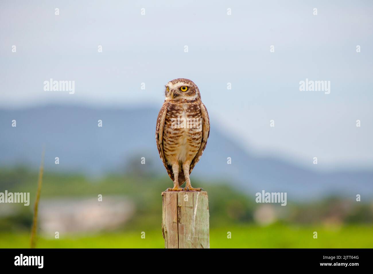 Burrowing owl on white hi-res stock photography and images - Alamy