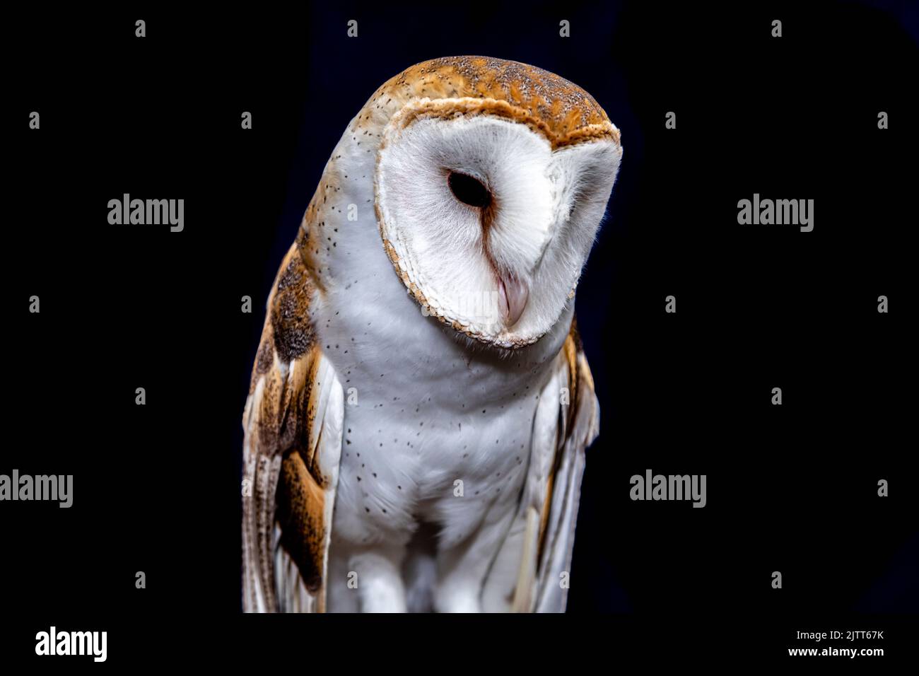 Barn owls (family Tytonidae) are one of the two families of owls, the ...