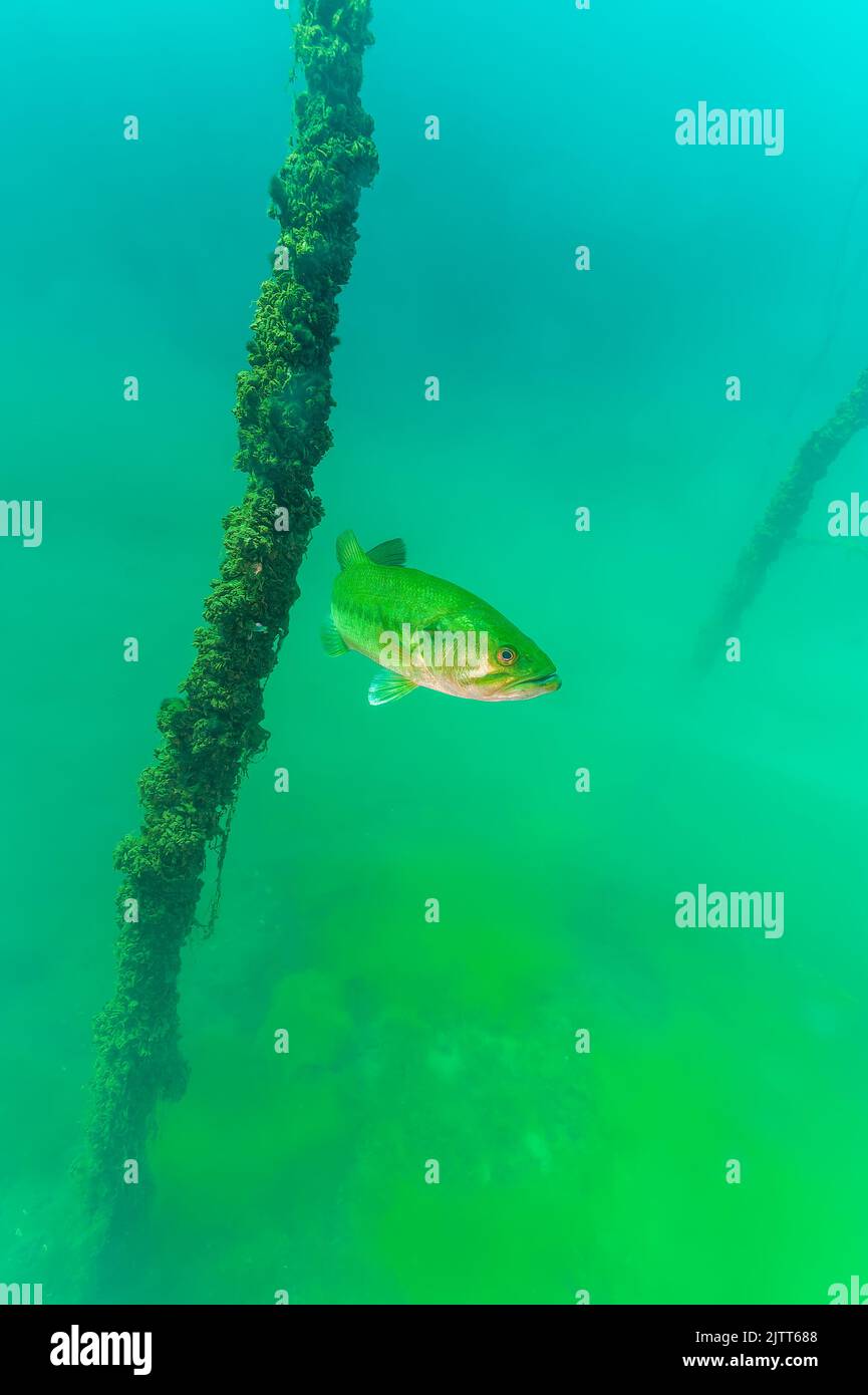 Fish swimming above a thermocline cloud in cold water layers of cloudy ...