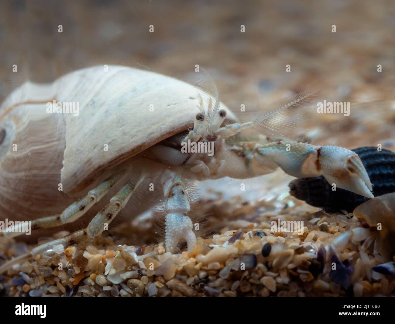 Hermit Crab - Macro picture of an underwater crab that came out of its ...