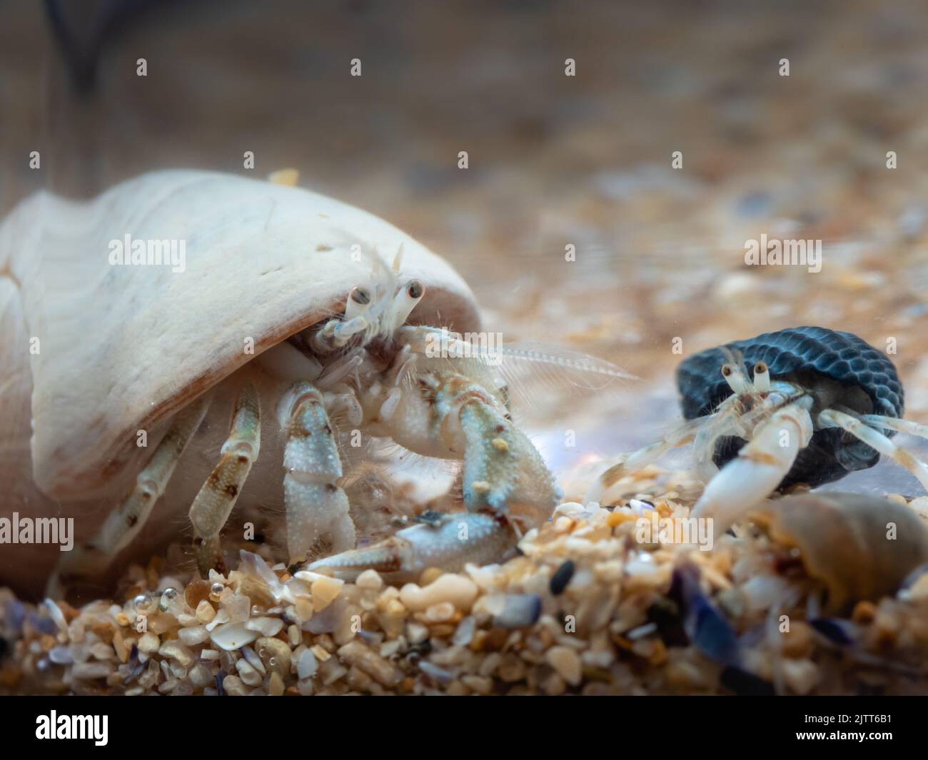 Hermit Crab - Macro picture of an underwater crab that came out of its ...
