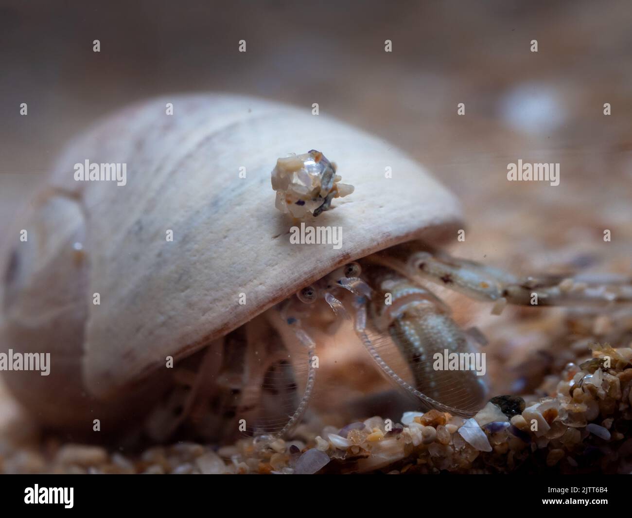 Hermit Crab - Macro picture of an underwater crab that came out of its ...