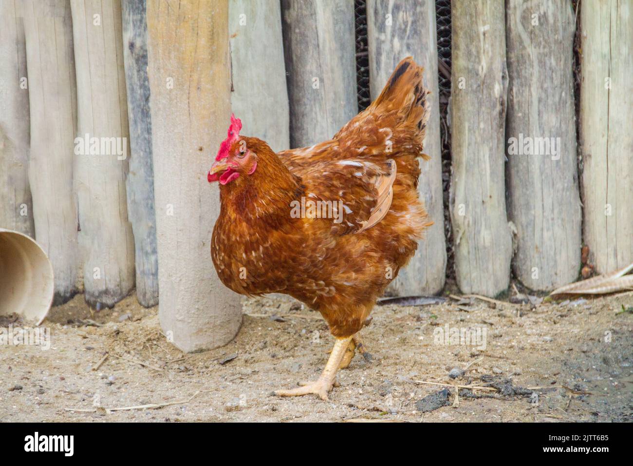 outdoor chicken in Rio de Janeiro Brazil Stock Photo - Alamy