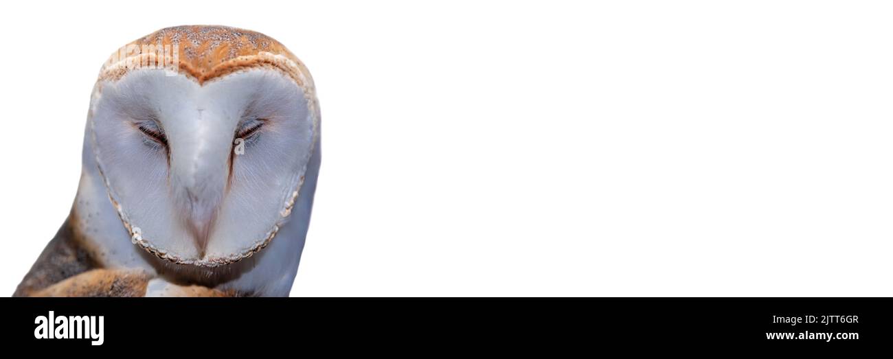 Barn owls on white background Stock Photo - Alamy