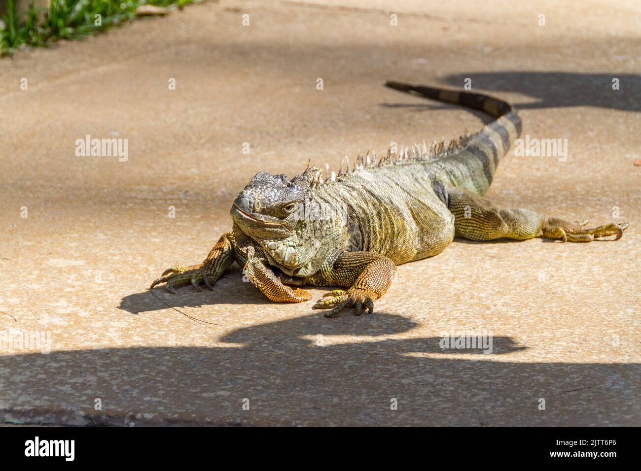 outdoor iguana in Rio de Janeiro Brazil Stock Photo - Alamy