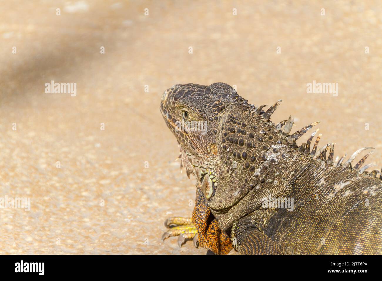 outdoor iguana in Rio de Janeiro Brazil Stock Photo - Alamy