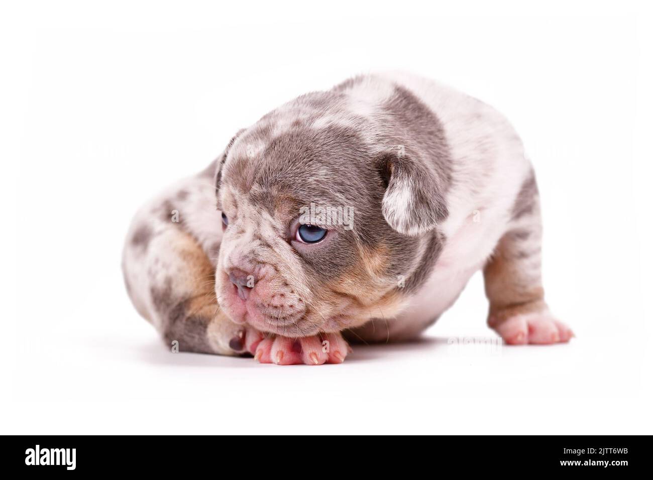 Merle tan French Bulldog dog puppy on white background Stock Photo - Alamy