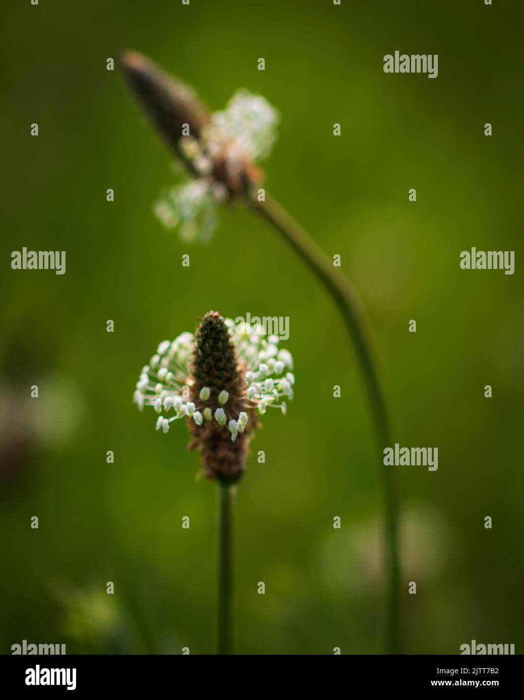A vertical shot of a ribwort plantain flowers in sunny field with green ...