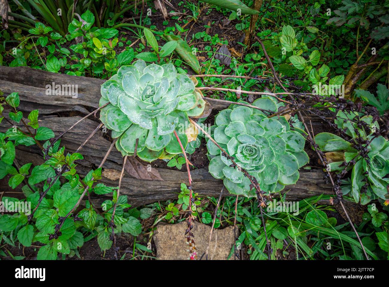Cacti on tree trunk cactus hi-res stock photography and images - Alamy