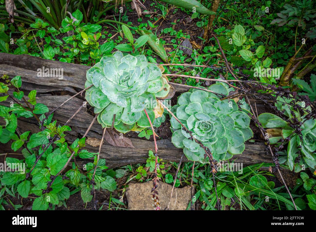 Cacti on tree trunk cactus hi-res stock photography and images - Alamy
