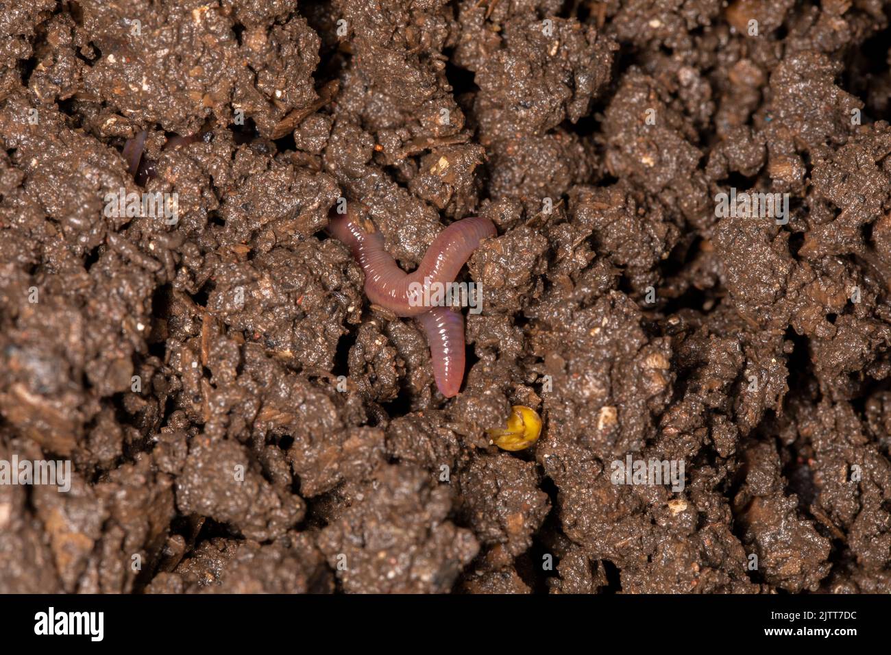 Californian earthworm hi-res stock photography and images - Alamy