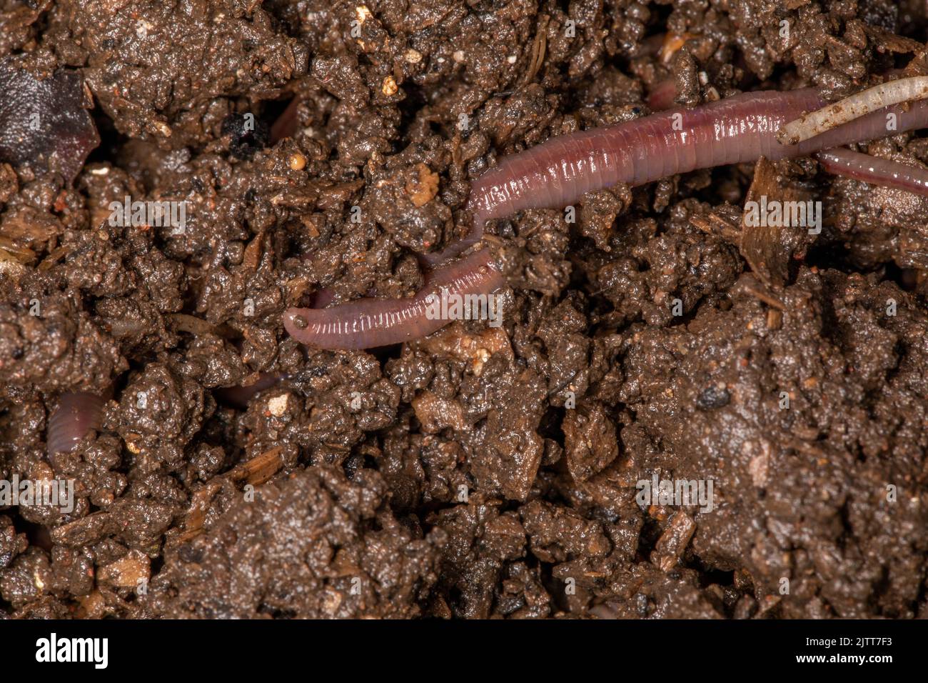 Californian earthworms hi-res stock photography and images - Alamy