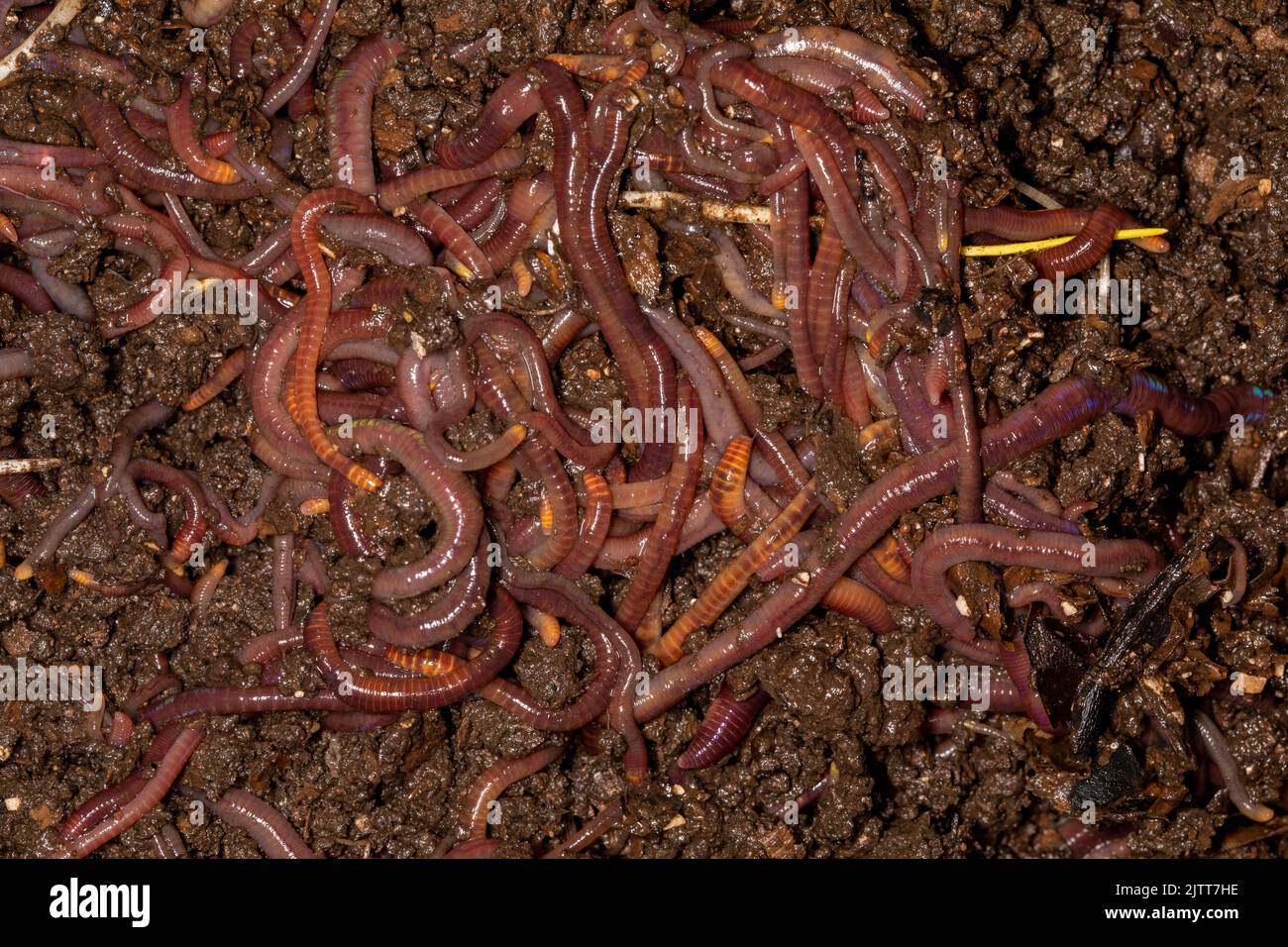 Californian earthworms hi-res stock photography and images - Alamy
