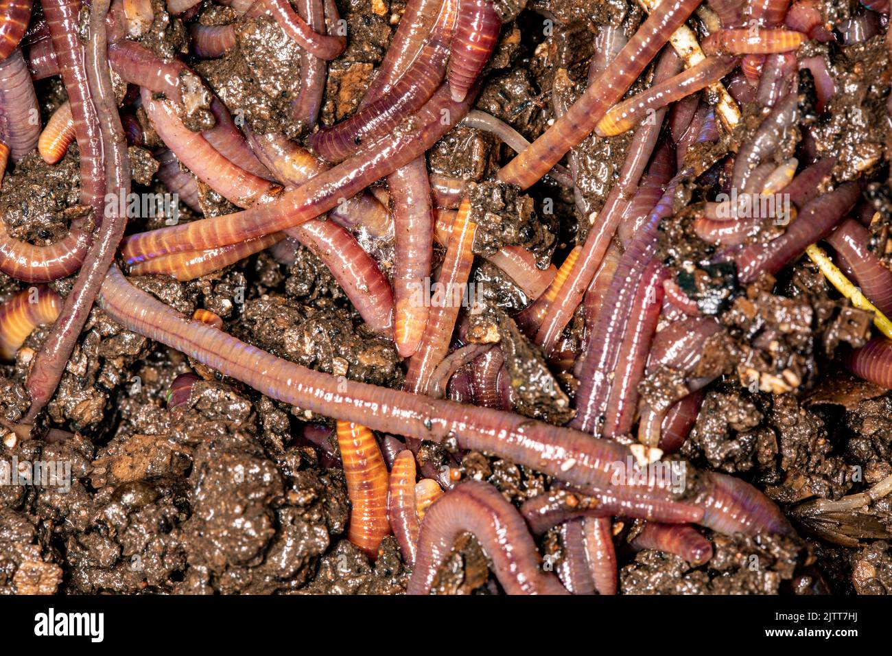 Californian earthworms hi-res stock photography and images - Alamy