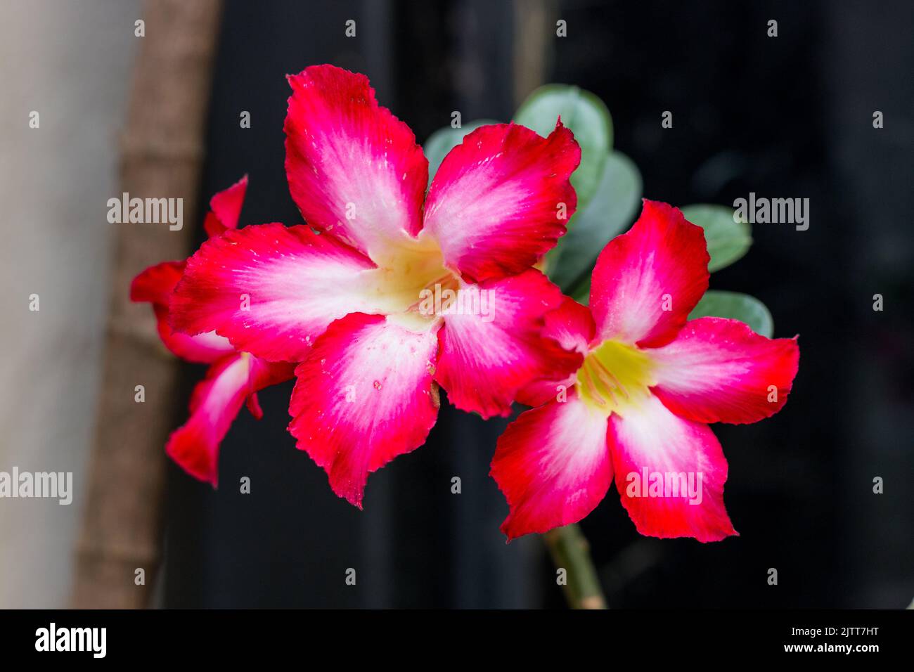 beautiful flower known as desert rose, very common in gardens in Rio de ...