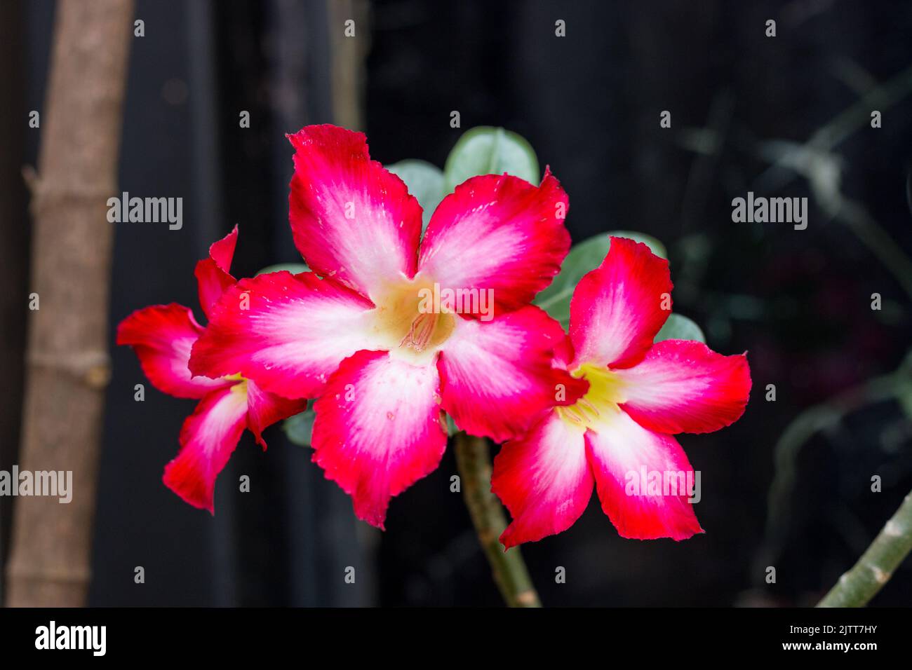 beautiful flower known as desert rose, very common in gardens in Rio de ...