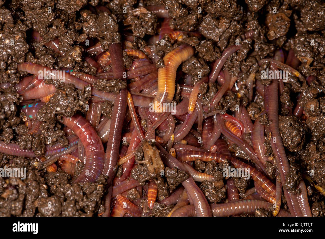 Close up on Californian earthworms, macro photo Stock Photo - Alamy