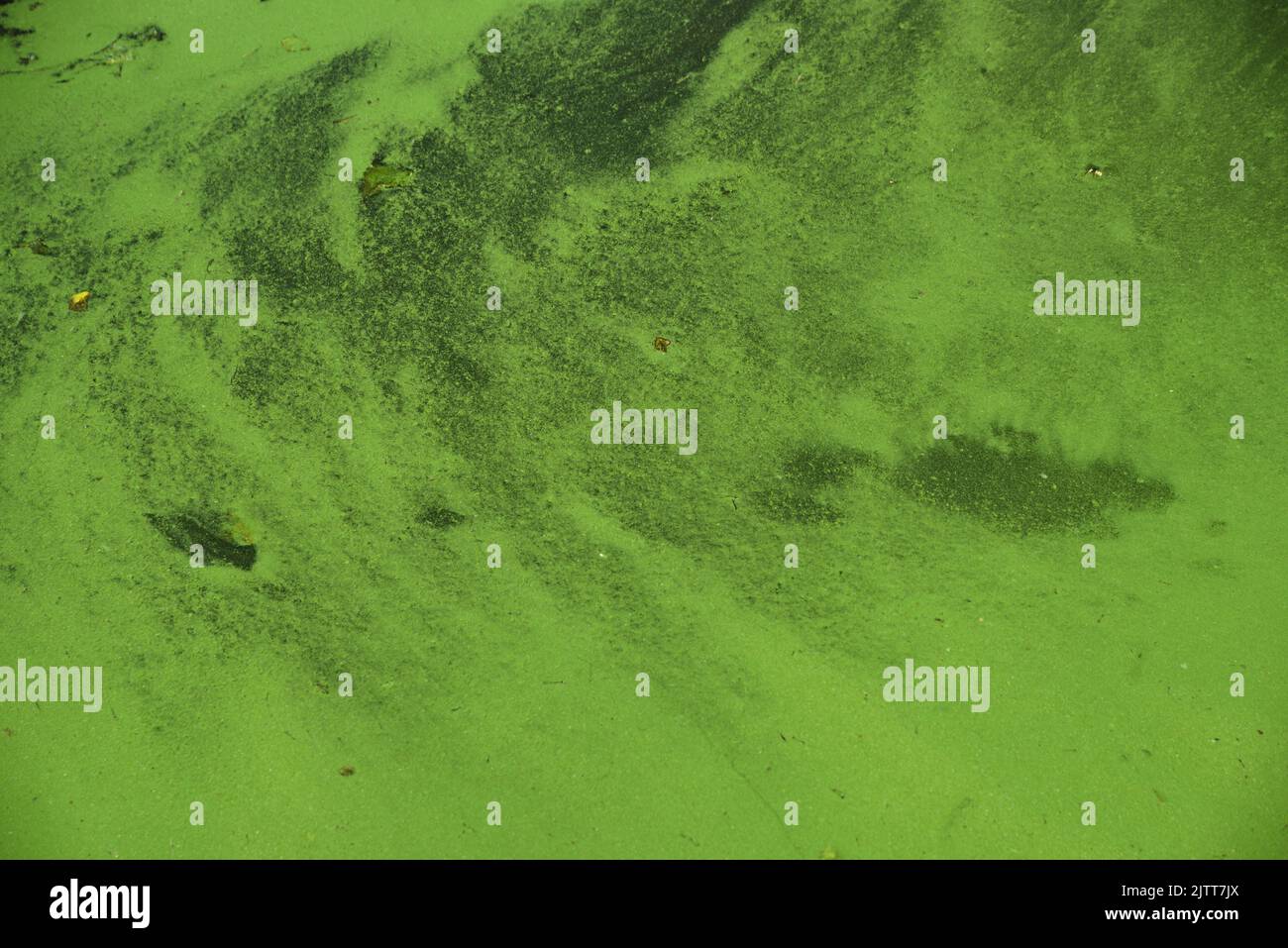 The texture of cyanobacteria on the lake in summer Stock Photo - Alamy