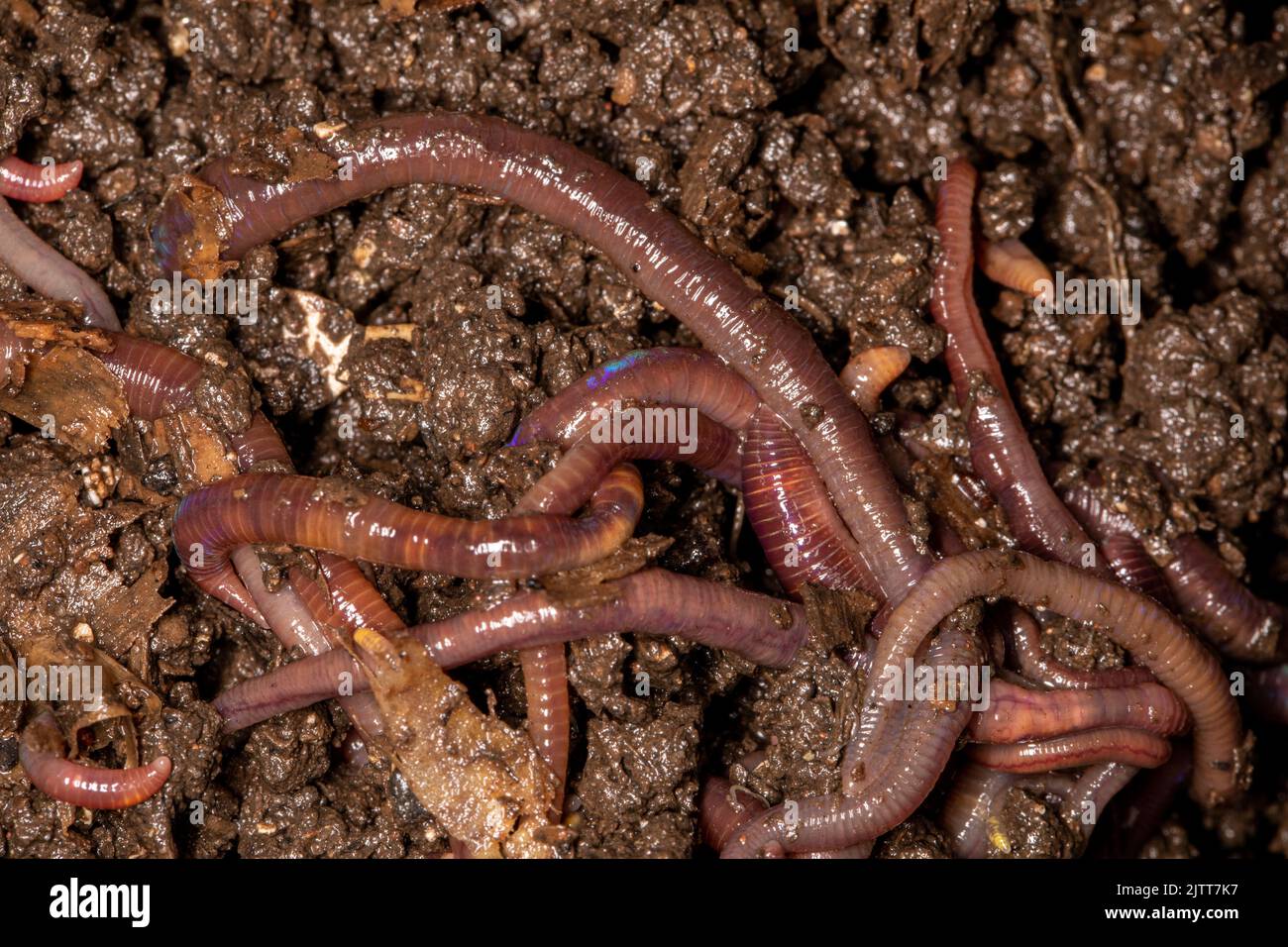 Californian earthworms hi-res stock photography and images - Alamy