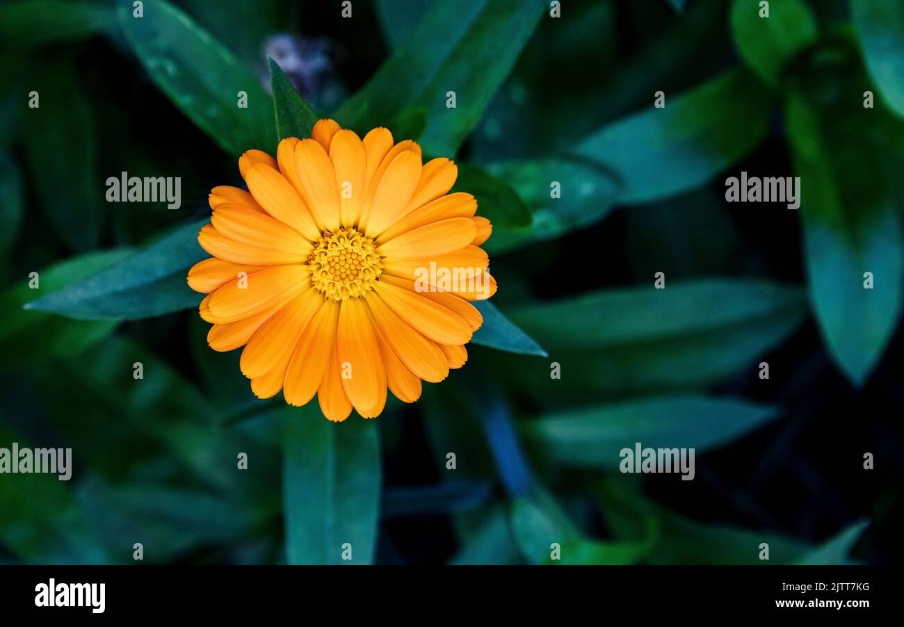 Garden marigold (Calendula officinalis) flower. Pot marigold, common ...