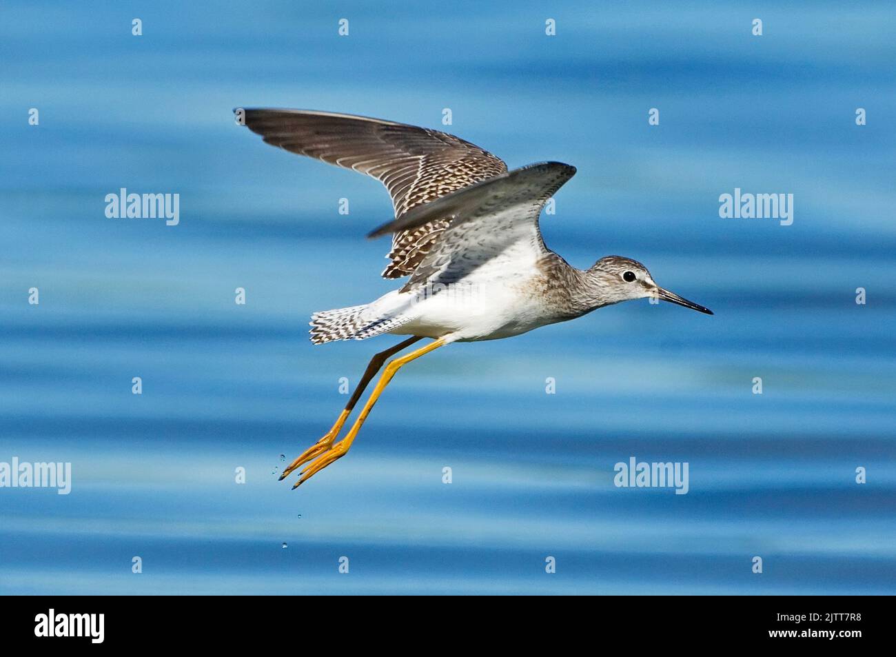 Lesser Yellowlegs. Tringa flavipes. Jamaica Bay, Gateway, NRA. Two ...