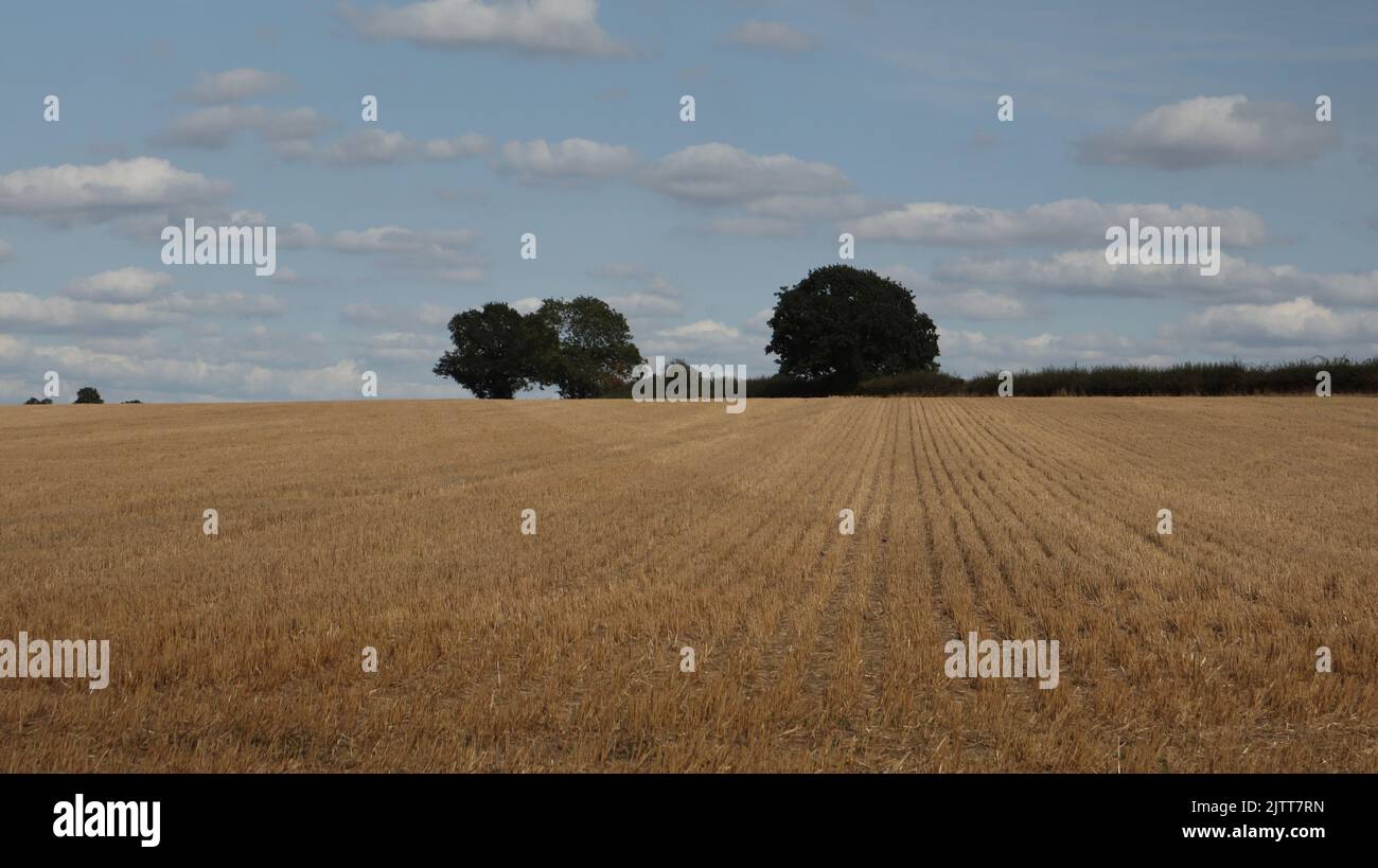 Wheat field in English summer Stock Photo - Alamy